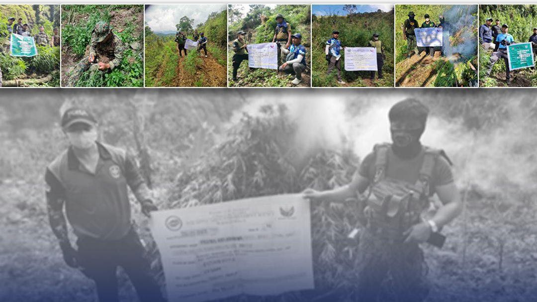 PNP, sinira at sinunog ang Php28.92M halaga ng tanim na marijuana sa ...