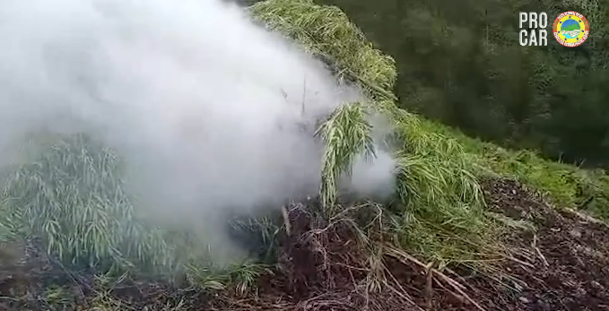 Php11.2M halaga ng marijuana, sinunog sa Kalinga at Benguet