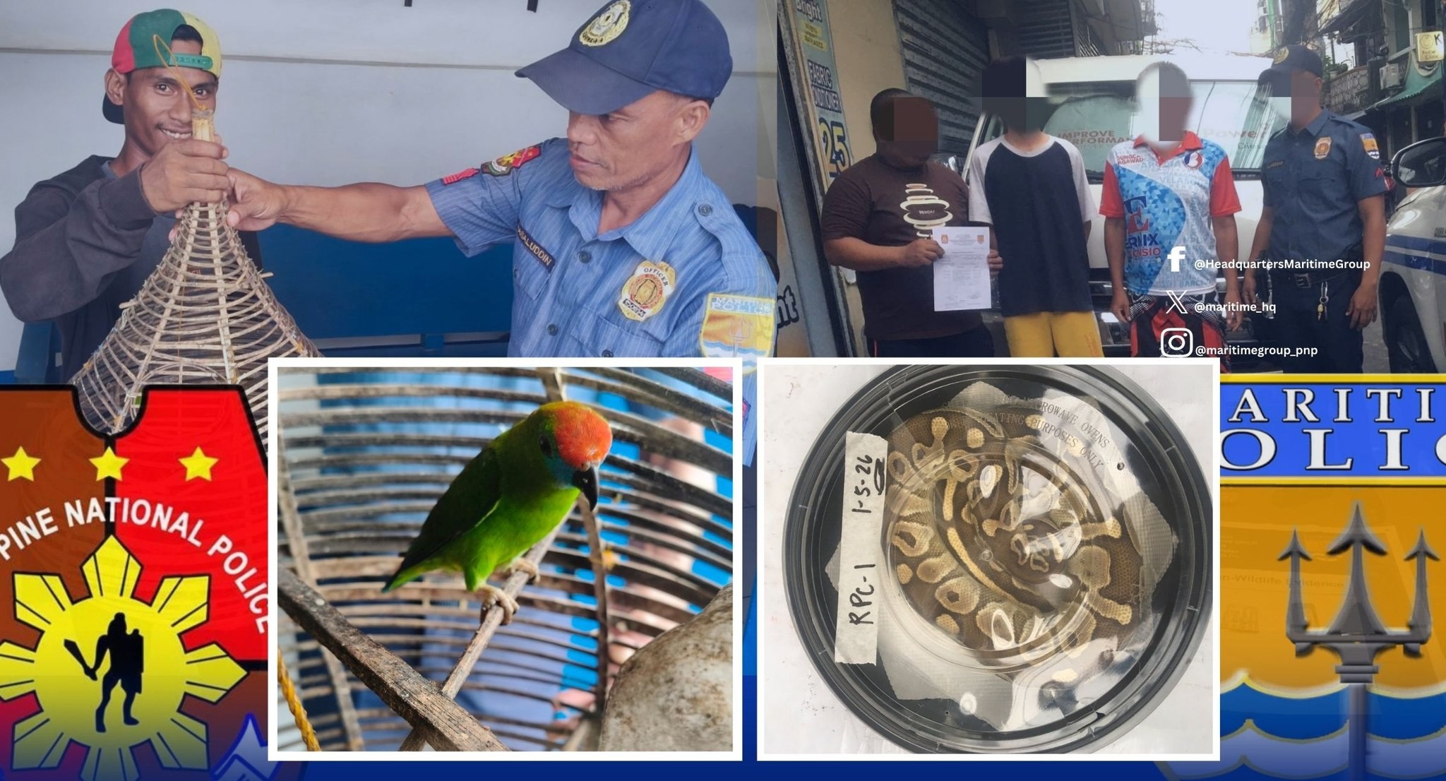 Philippine Hanging Parrot “Kulasisi”, boluntaryong itinurn-over sa PNP ...