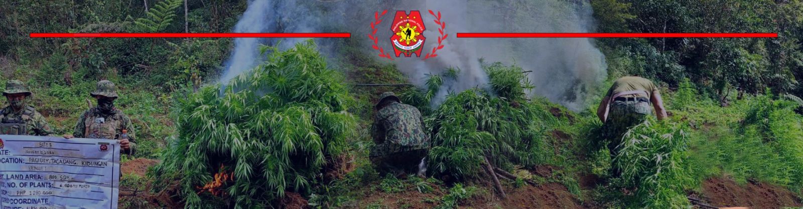 Php5.2M halaga ng Fully Grown Marijuana Plants, sinunog sa Benguet at ...